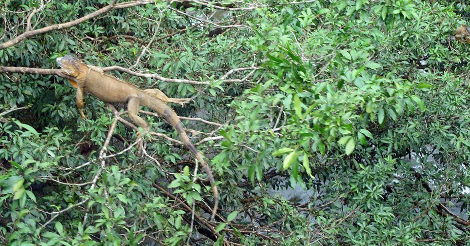 Costa Rica Closes State Zoos to Champion Wildlife Conservation and ...